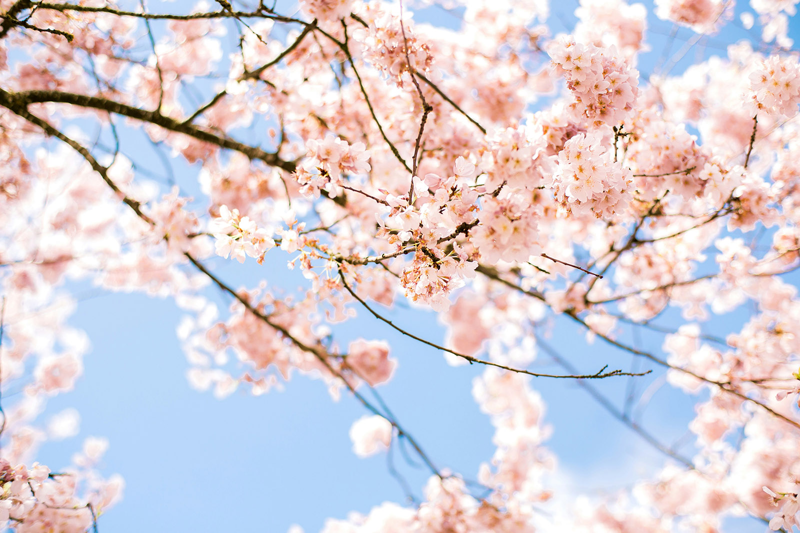 The Instruments of Spring—Inspired by Cherry Blossoms - Mic Magazine